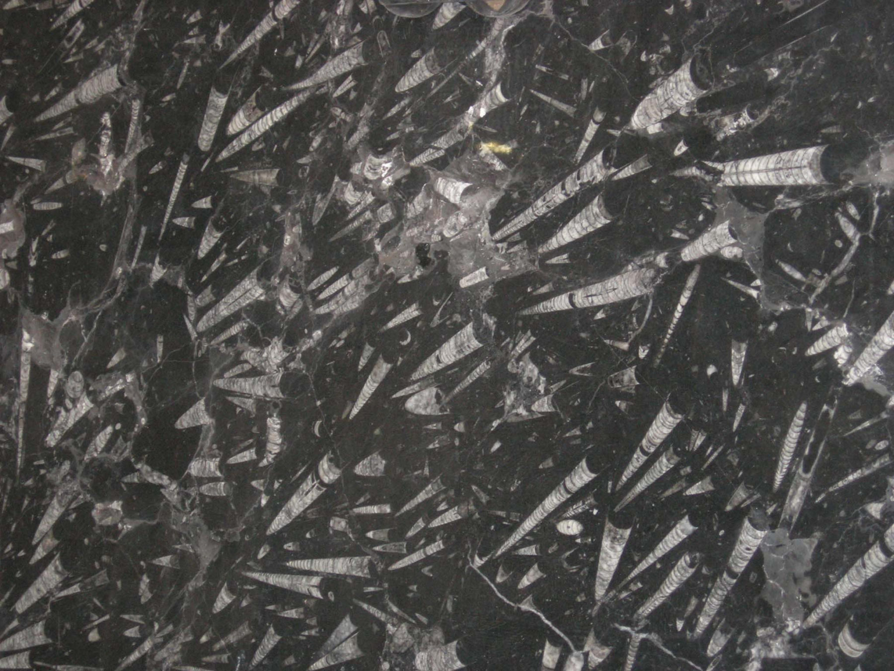 Fossil Black - ABC Stone : ABC Stone