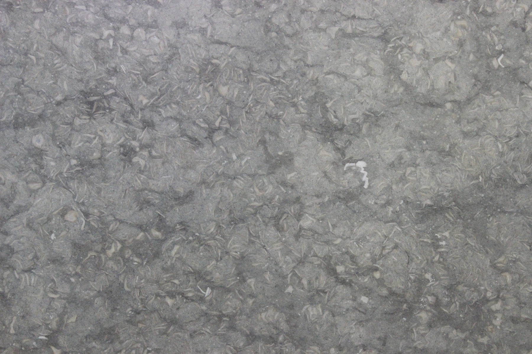 Grigio Fossil - ABC Stone : ABC Stone